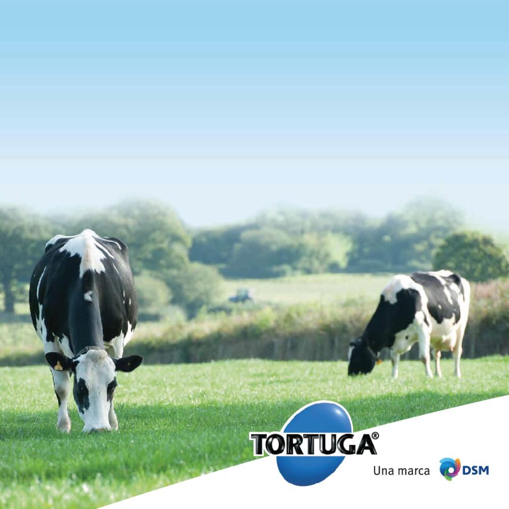 DSM Tortuga, tecnologías para mejorar la inmunidad de las vacas en ...