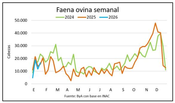 Ovejas sostienen el aumento de faena de lanares - Blasina y Asociados